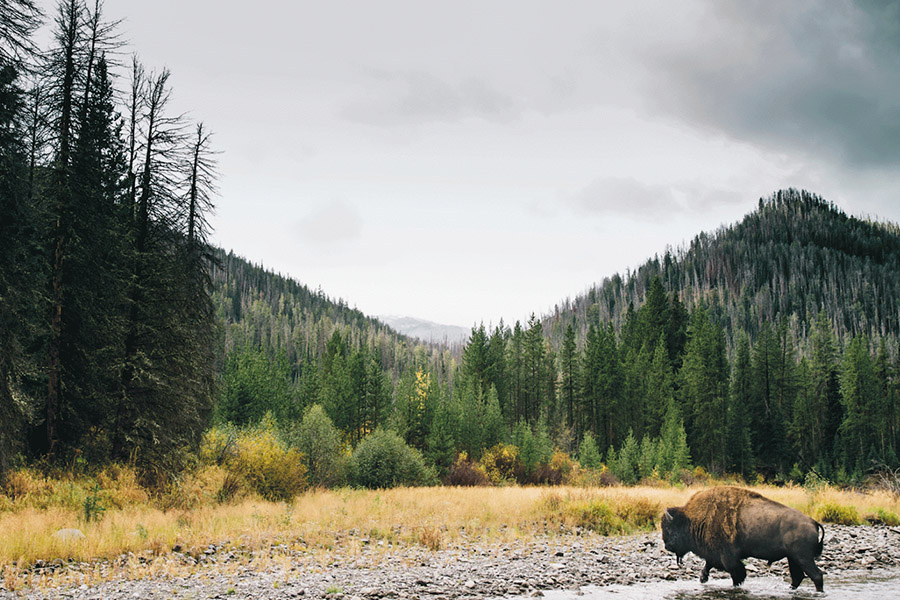 Speaking of Public Domain: Yellowstone’s Copyright-Free Audio/Video ...